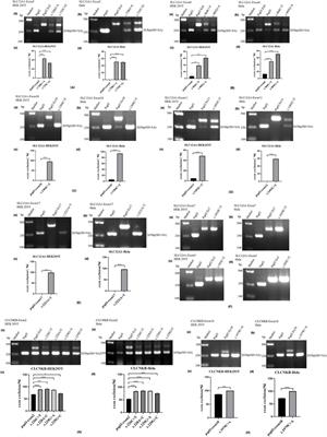 Frontiers | Twelve exonic variants in the SLC12A1 and CLCNKB genes alter RNA splicing in a ...